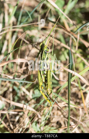 Close up of a Sardinian Stone Grasshopper (Pamphagus sardeus) in ...