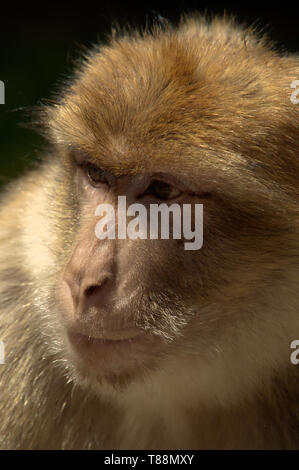 Barbary macaque in the enclosure at Affenberg, Salem in Germany Stock ...