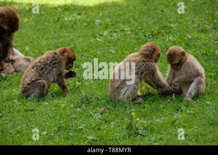 Barbary macaques in the enclosure at Affenberg, Salem in Germany Stock ...