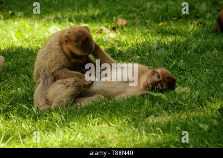 Barbary macaques in the enclosure at Affenberg, Salem in Germany Stock ...