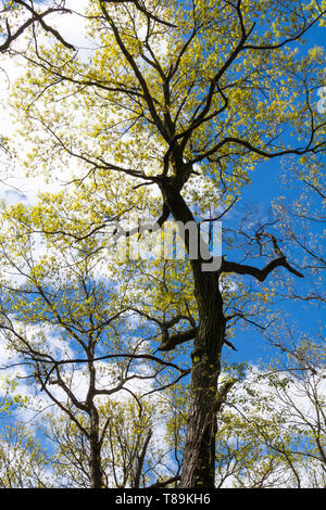 Vibrant Spring leaves in Matthiessen State Park, Illinois Stock Photo ...