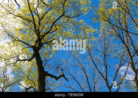 Vibrant Spring leaves in Matthiessen State Park, Illinois Stock Photo ...