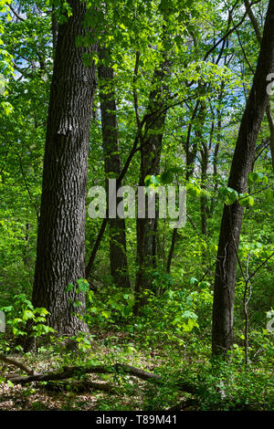 Vibrant Spring leaves in Matthiessen State Park, Illinois Stock Photo ...