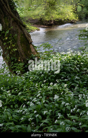 Ivy growing on a tree on a river bank, UK. Thick old stems of ivy Stock ...
