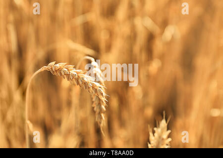 Wheat spikelet in field on sunny day Stock Photo - Alamy