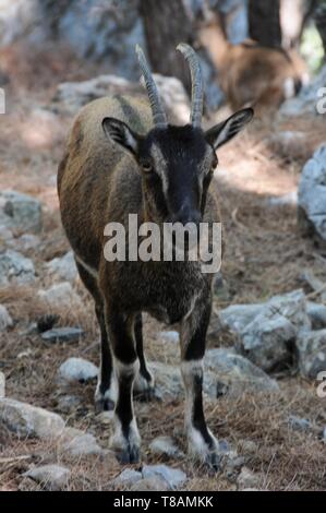 Feral goat in the Samarià Gorge, Crete Stock Photo - Alamy