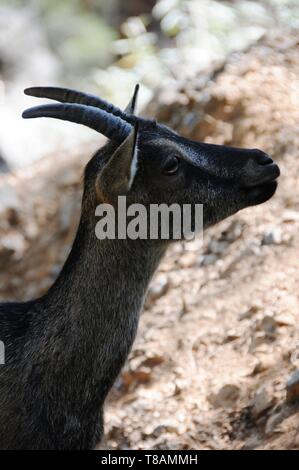 Feral goat in the Samarià Gorge, Crete Stock Photo - Alamy