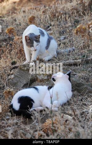 Feral cats in Crete Stock Photo - Alamy