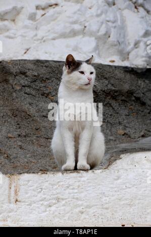 Feral cat in Crete Stock Photo - Alamy