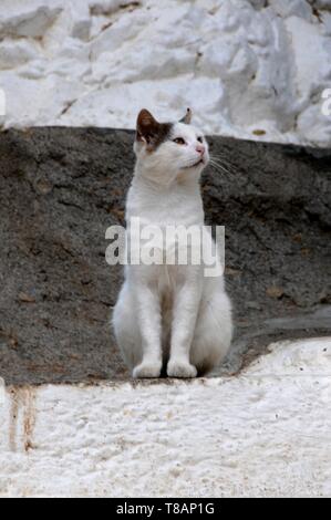 Feral cat in Crete Stock Photo - Alamy
