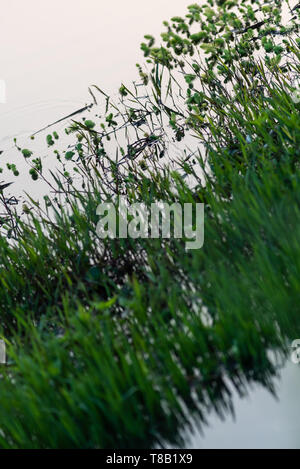 Floating-leaved plants at the surface of a river Stock Photo - Alamy