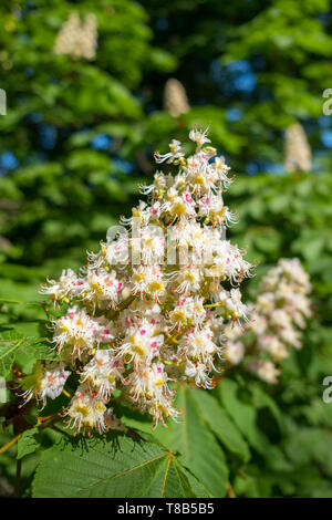 Beautiful tree blooming in spring time with a blue sky in the ...