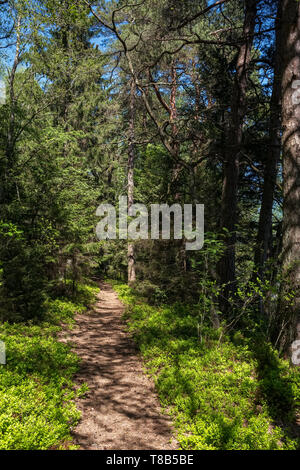 Beautiful landscape of pine tree forest on the blue sky background ...