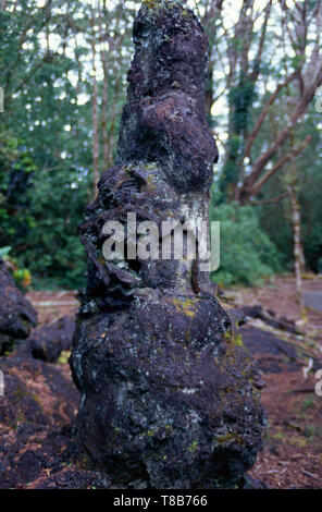 Hawaii, Big Island, Lava Tree State Monument, tropical rainforest, fern ...