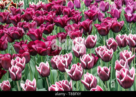 Mixed bed border spring blooming bulbs purple white pink colour color ...