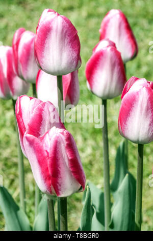 Beautiful pink tulips in white pot Stock Photo - Alamy