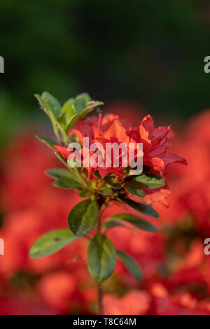 Rhododendron Evergreen Azalea Geisha Orange, Japanese Azaleas, family ...