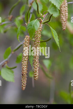 Spring flowering of birch Stock Photo - Alamy