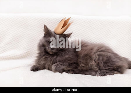 A selective focus of a golden cat Stock Photo - Alamy