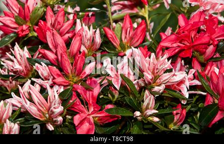Azalea japonica Pink Spider Stock Photo - Alamy