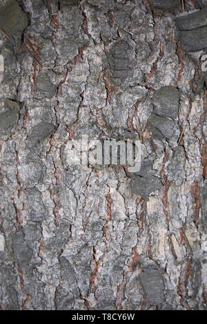 Cedrus deodara bark close up Stock Photo - Alamy