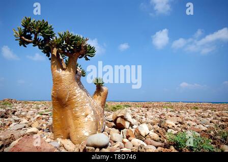 Adenium obesum socotranum, Socotra island, Indian Ocean, UNESCO World ...