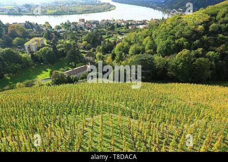France, Rhone, Condrieu, Cotes du Rhone, AOC Condrieu, Viognier grape ...