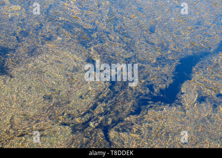 Algae bloom in a freshwater lake Stock Photo - Alamy