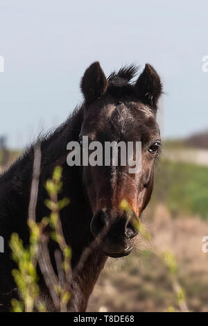 Horses in the field,central Wisconsin Stock Photo - Alamy