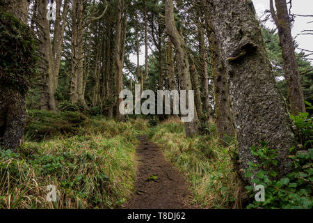 The Oregon coast trail cuts through a pygmy forest along the Blacklock ...