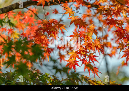 Autumn leaves backlit, minimalist Stock Photo - Alamy