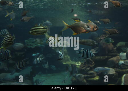 Perth, Western Australia / Australia - 23/01/2013 : AQWA Aquarium of ...