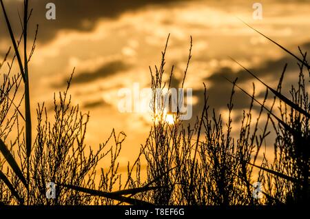 Background of sunset landscape with silhouettes of plants in the ...