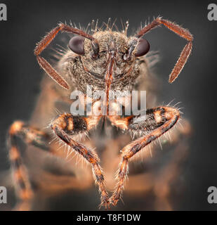 Nettle ground bug (Heterogaster urticae). Pair of ground bugs in the ...