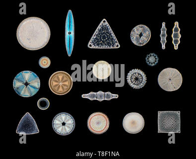 Diatom varieties, darkfield photomicrograph Stock Photo - Alamy