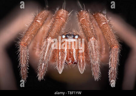 Spider, Drassodes sp. close-up showing prominent eyes Stock Photo - Alamy