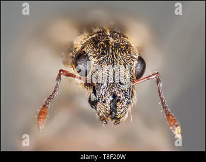 A pea leaf weevil (Sitona lineatus). male and female during a meeting ...