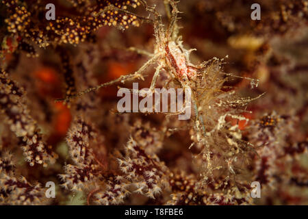 Red Tree Sponge Care