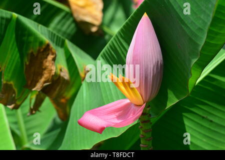 Musa ornata (flowering banana) Banana bua luang Stock Photo - Alamy