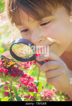 look in a magnifying glass butterfly sits on flowers. selective focus ...