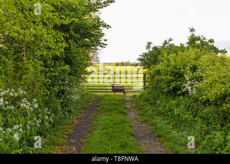 A sheep stood by a closed gate in rural UK Stock Photo - Alamy