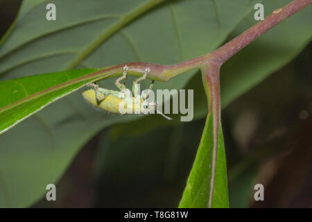 Green Weevil or Hypomeces Squamosus Stock Photo - Alamy