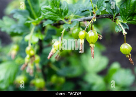 Small berries of green agrus on a branch. Selective focus. Close-up ...