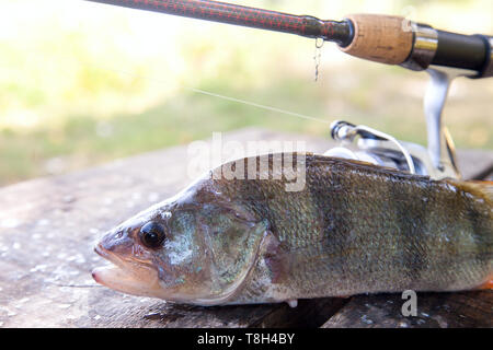 Close up view of freshwater perch and fishing rod with reel lying on ...
