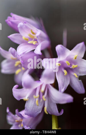 Hybrid bluebell common x spanish Invasive in the british countryside ...