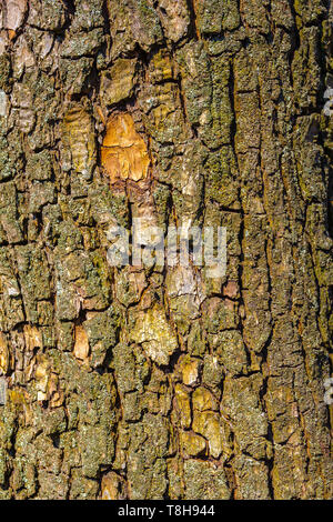 The texture of the bark of an old apple tree. Detailed bark texture ...