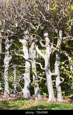 set of natural tree trunks isolated on white background Stock Photo - Alamy