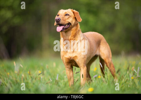 Labrador Retriever, working line, yellow, bitch and male Stock Photo ...