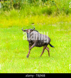 adult Blue Wildebeest running, Malawi Stock Photo - Alamy