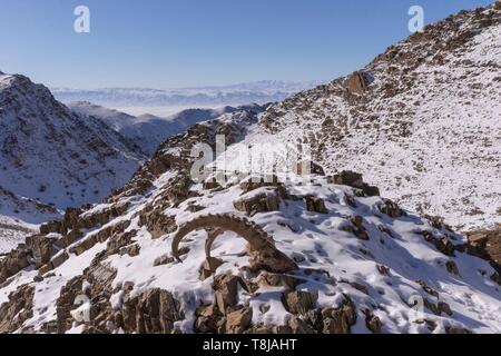 Valley with head skeleton of Siberian ibex (Capra sibirica), Altai ...